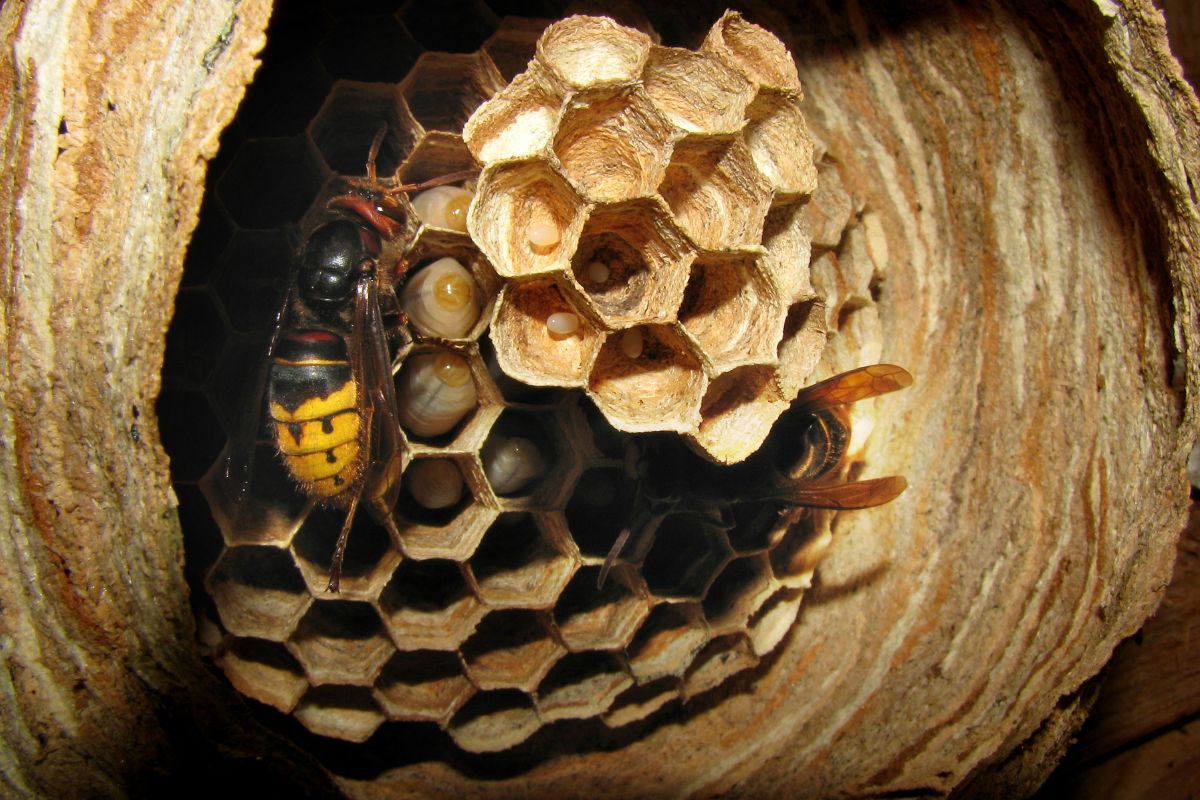 Nidi di calabroni in casa, cosa fare - Autospurgo Roma Devia Jet ...